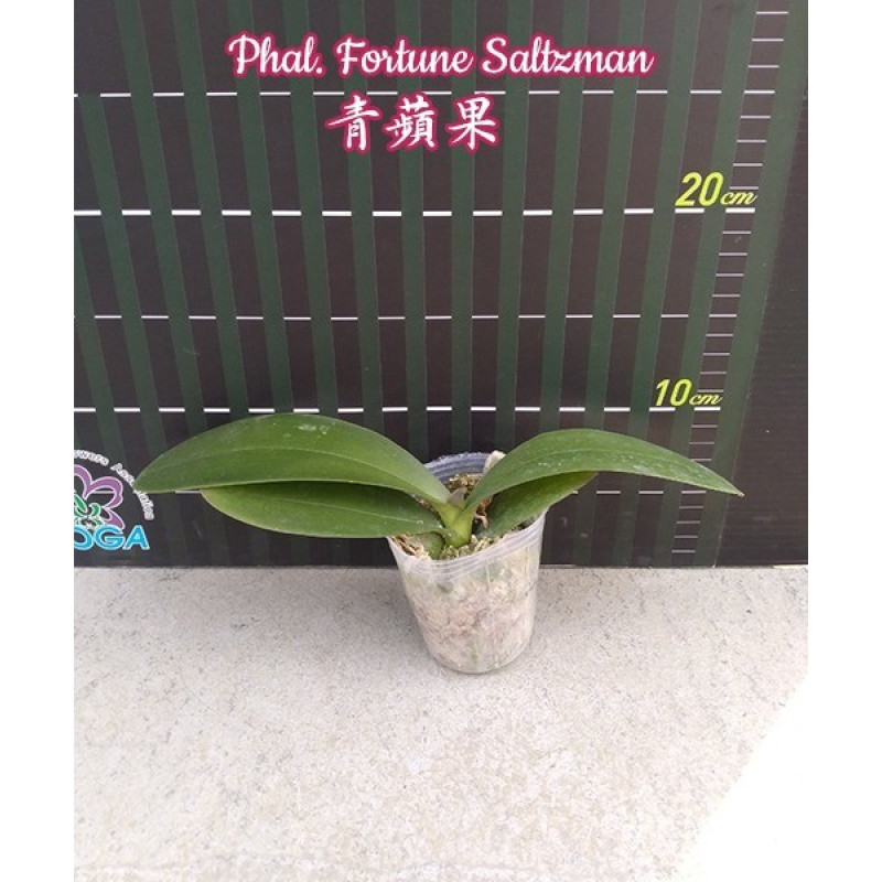 Орхидея Phal. Fortune Saltzman - купить, доставка Украина